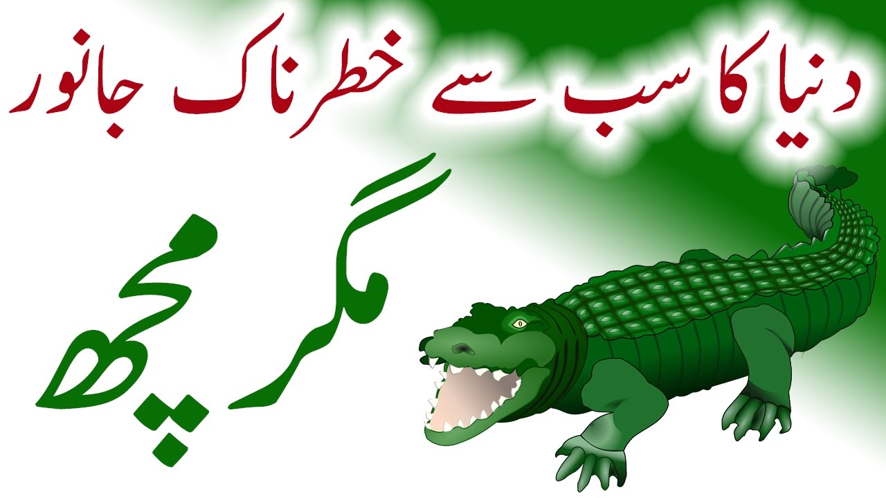 Crocodile Information Urdu Hindi Magarmach Dunya Ka Sub Se Khatarnak ...