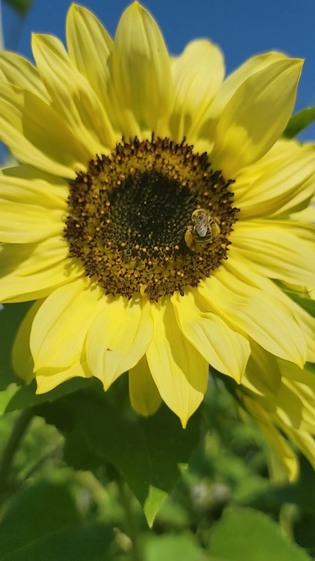 Busy little Bee buz buz buzz - YouTube