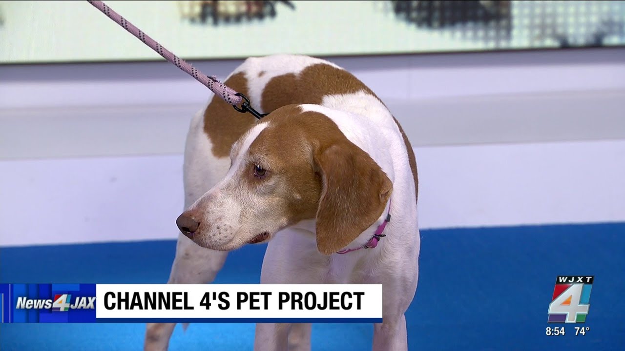 4's Pet Project with Tempest - YouTube