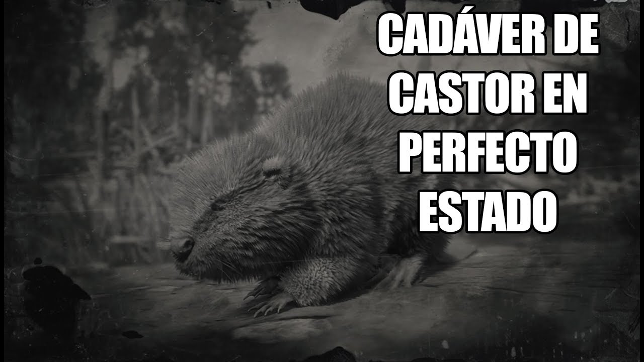 Red Dead Redemption 2 – ¿Cómo conseguir un cadáver de castor en ...