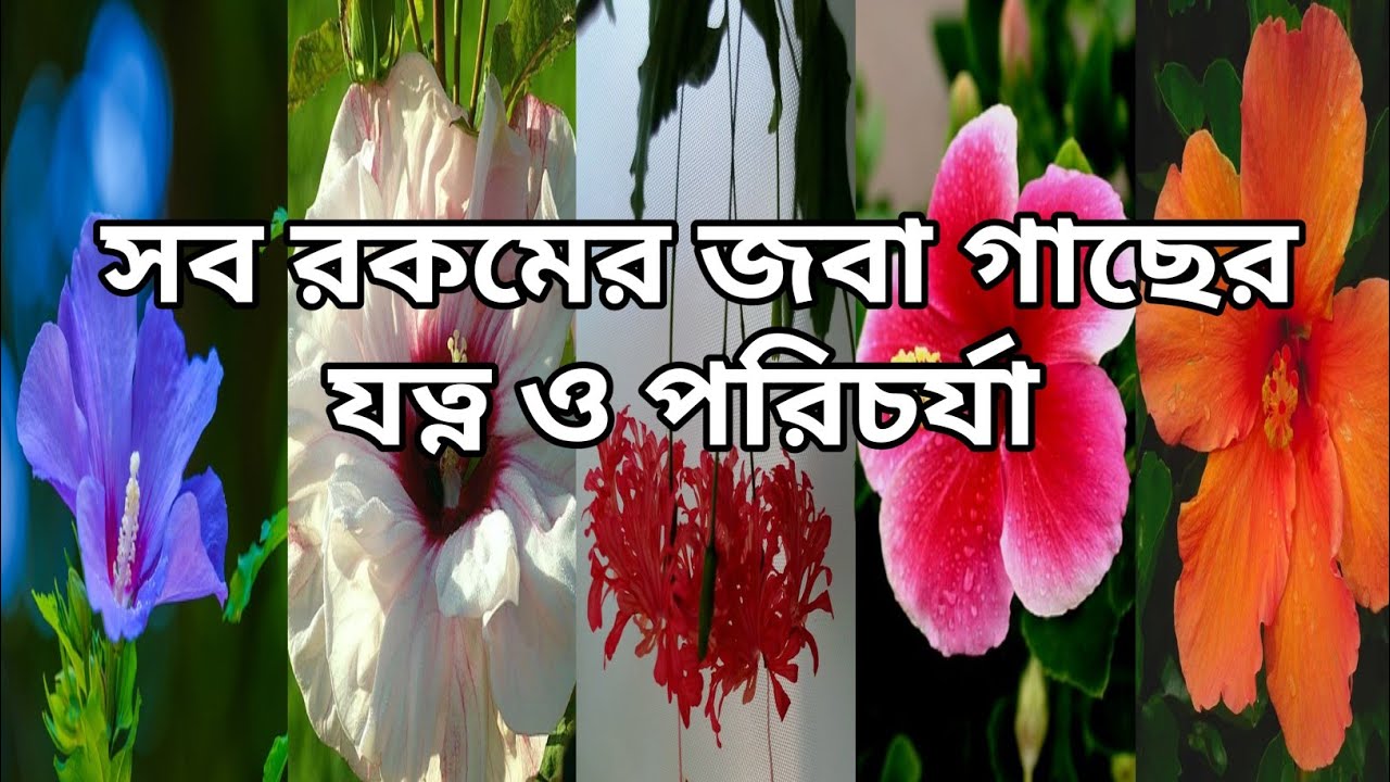 How to take care of hibiscus plant || joba gacher porichorja || Phool o ...