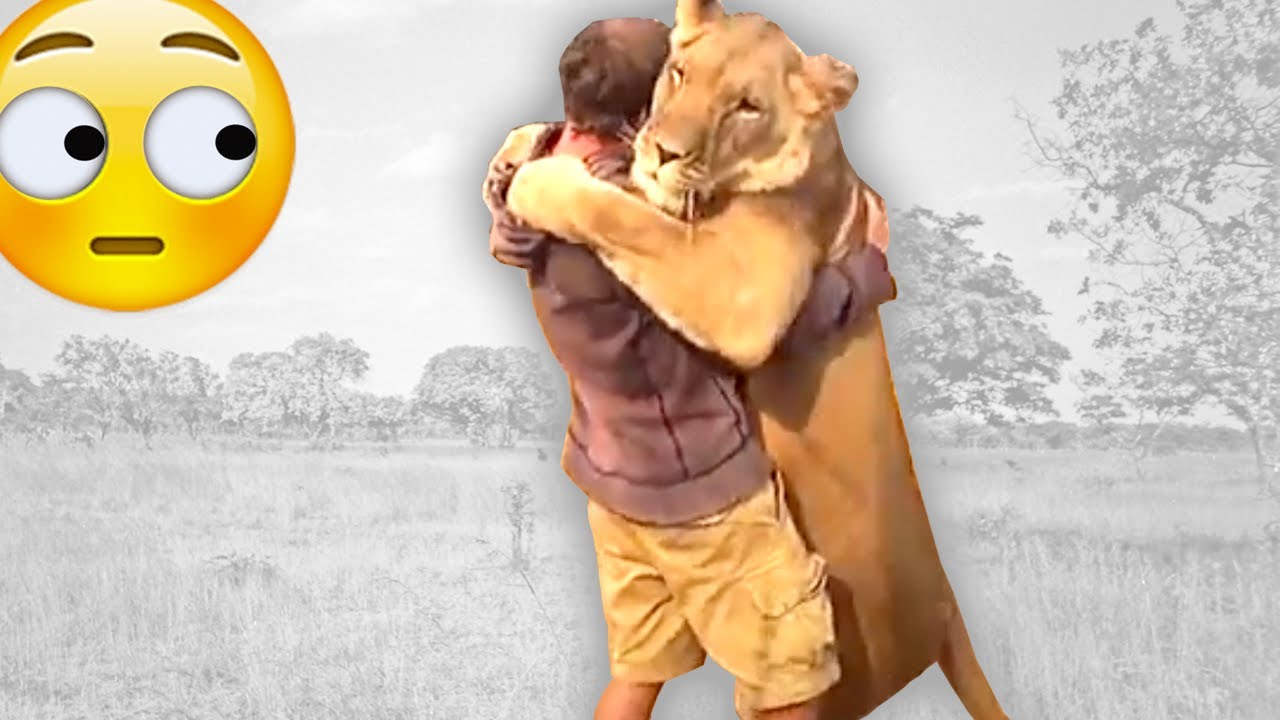 Man Reunited With Lion He Raised As A Cub - YouTube