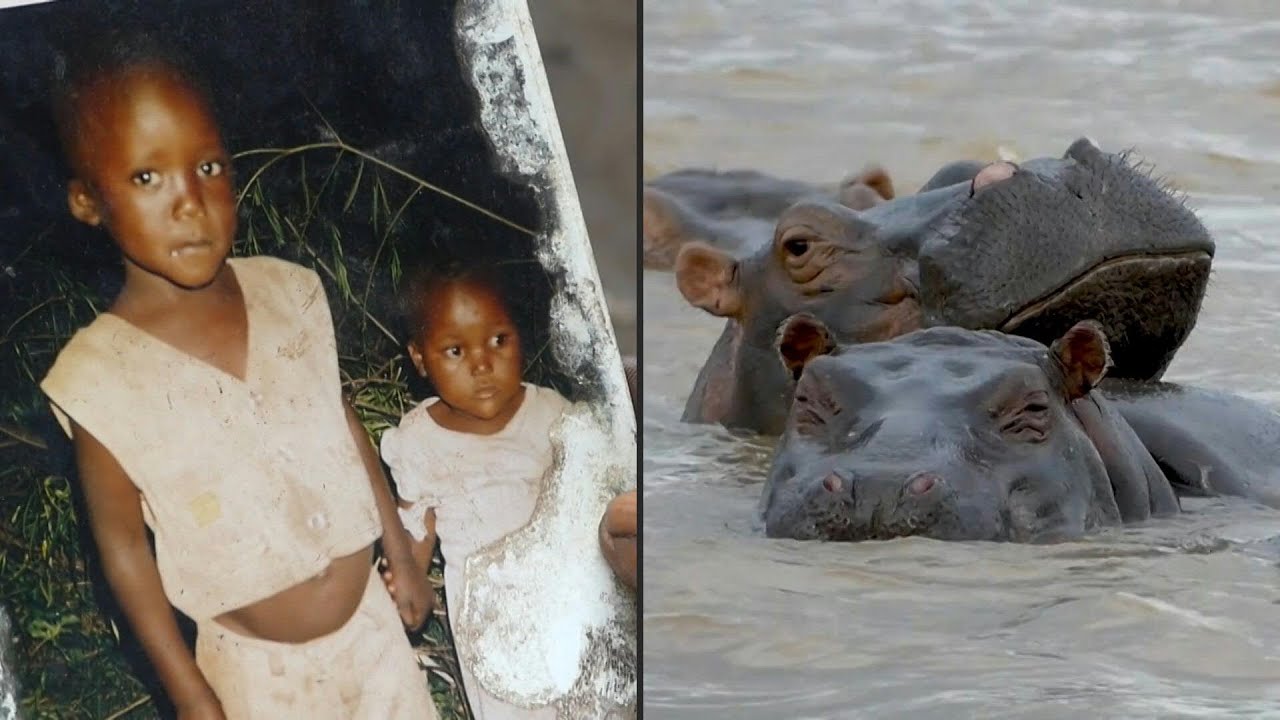Hippos and humans learning to live in peace in DR Congo | AFP - YouTube