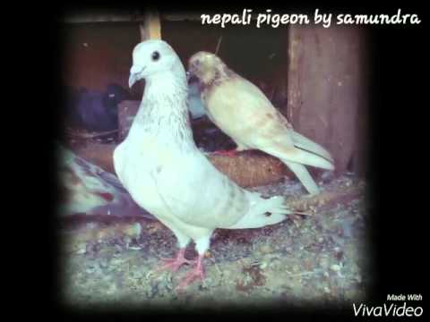 Nepali pigeon by samundra - YouTube
