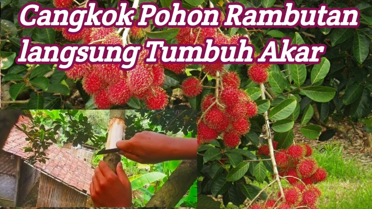 Cara potong Pohon Rambutan tumbuh akar 100% bantuan akar bawang Merah ...