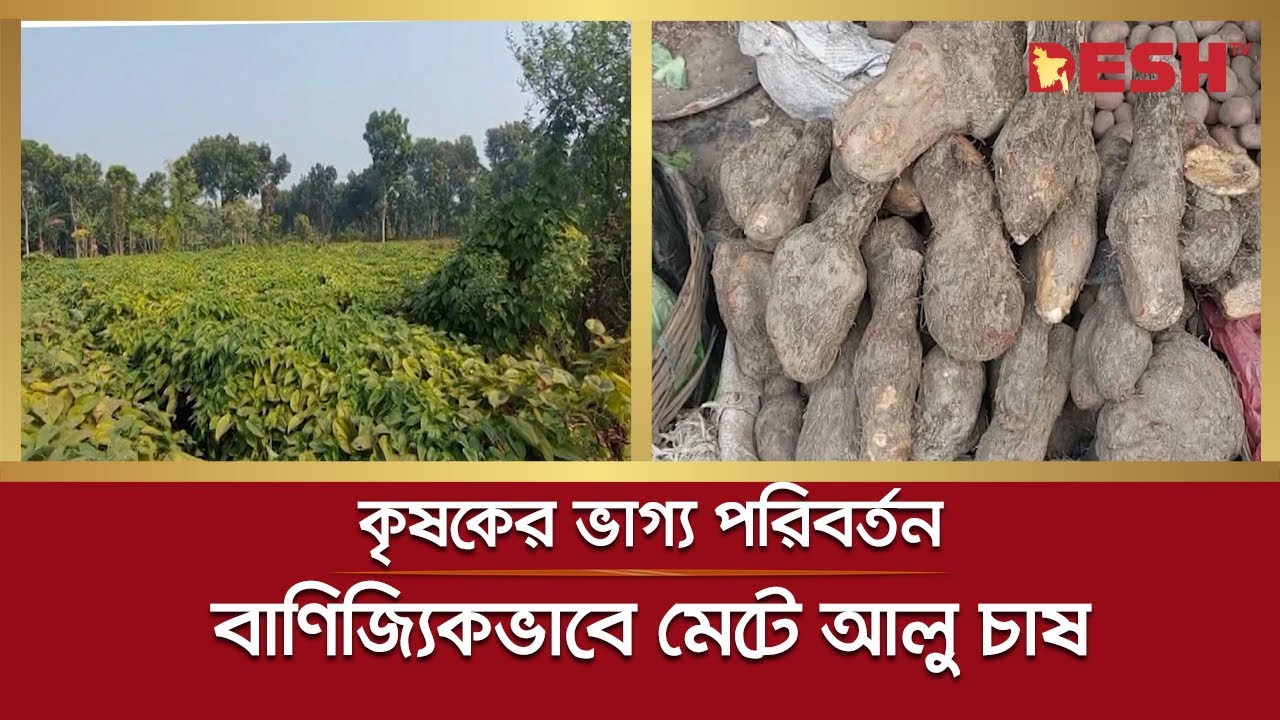 মাটির নিচে গুপ্তধন,স্বপ্ন দেখাচ্ছে চাষীদের | Jessore | Mete Alu | Desh ...