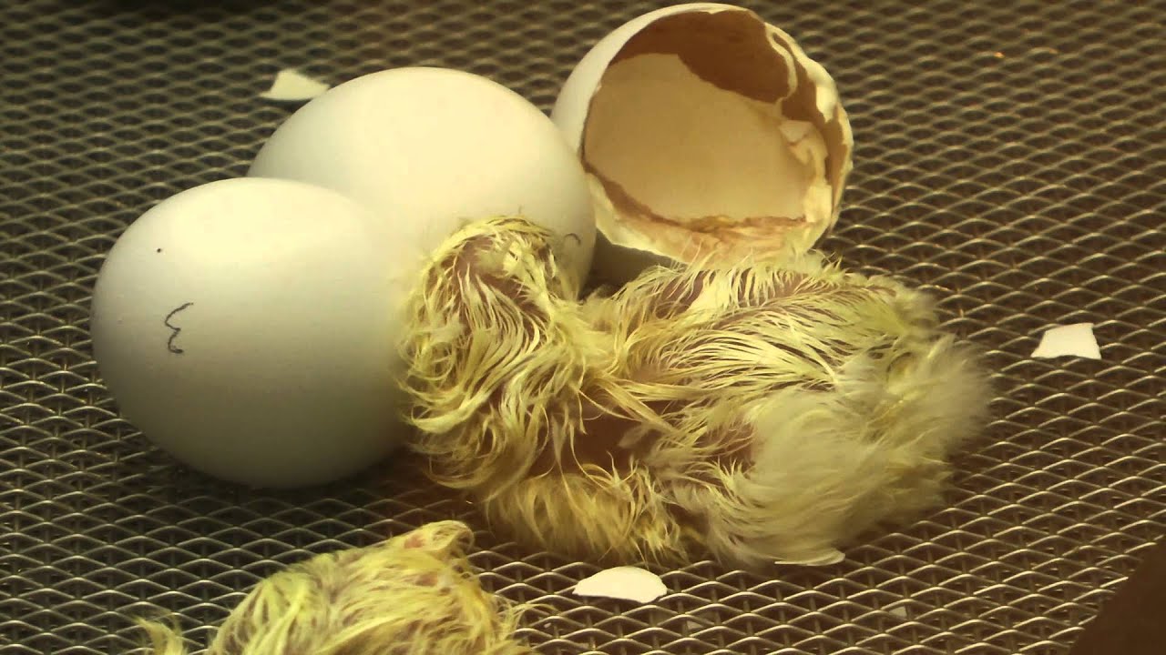 Chickens Hatching at Museum of Science and Industry in Chicago - YouTube
