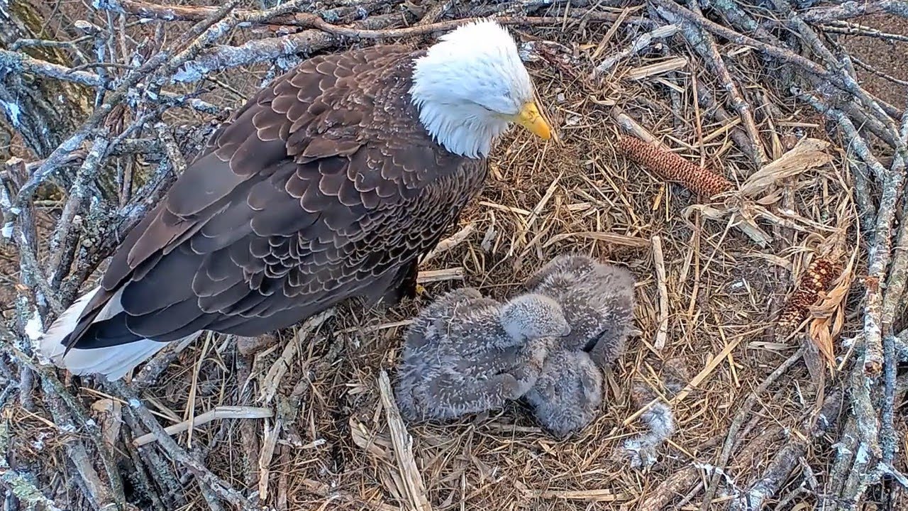 E#04 | parent birds brings food to feed the chicks in their nest ...