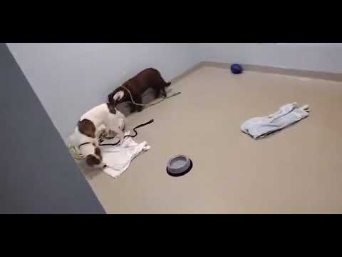 Clara dog test - YouTube