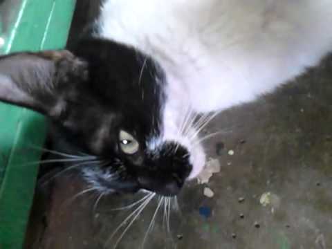 Kucing Meow Meow - YouTube
