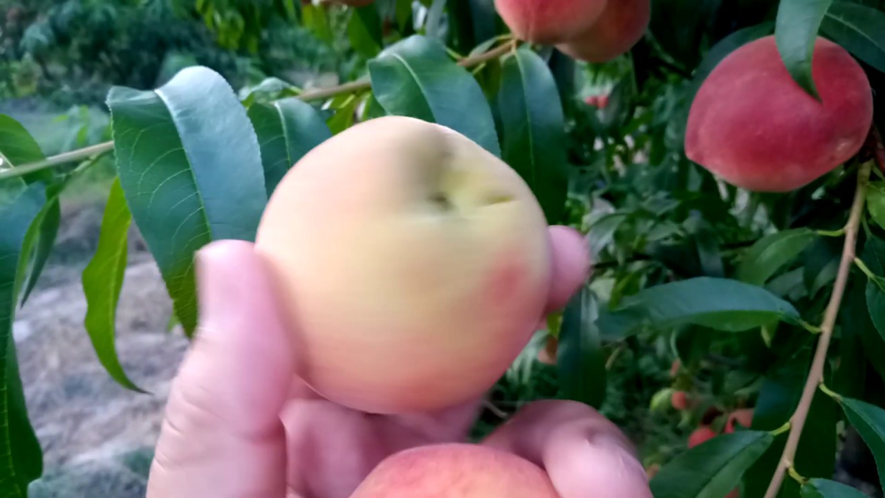 Swat Fruit Peaches - YouTube
