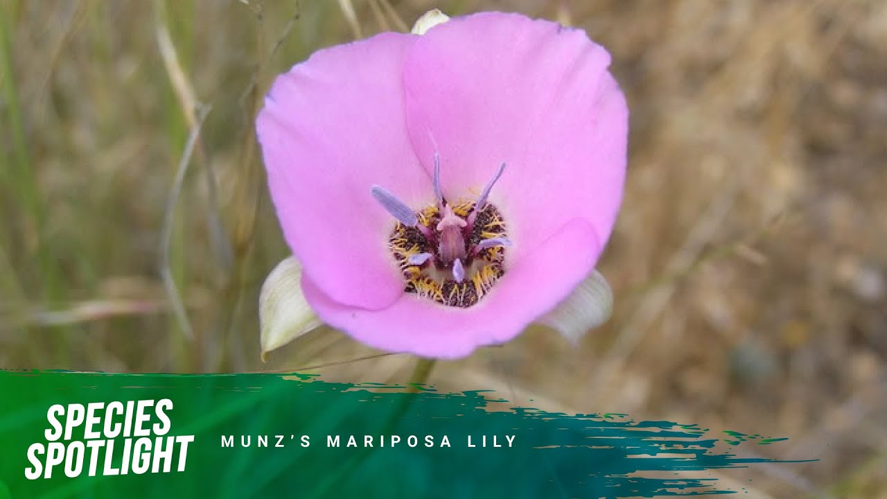 Species Spotlight: Munz's mariposa lily - YouTube