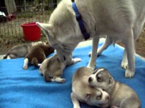 Siberian Husky having fun in the sun - YouTube