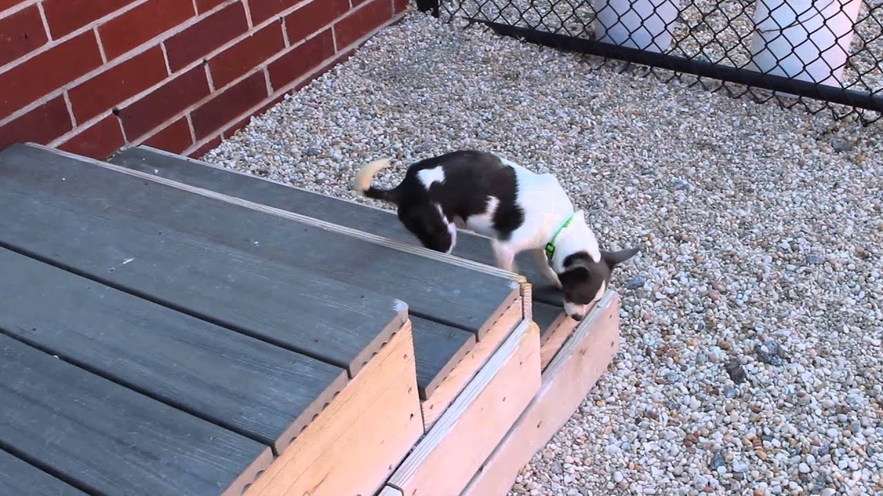 Deegle, Chihuahua - YouTube