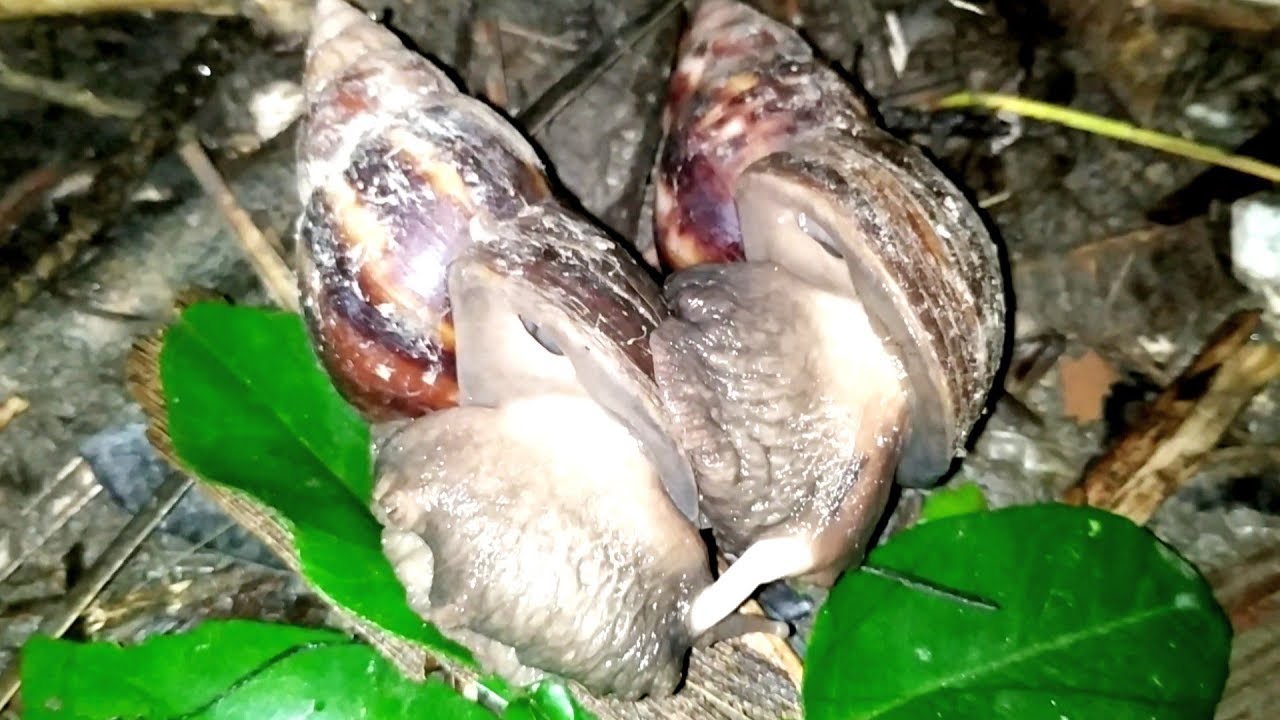 Snails breeding। snail meeting। snail। big snail। km animals breeding ...