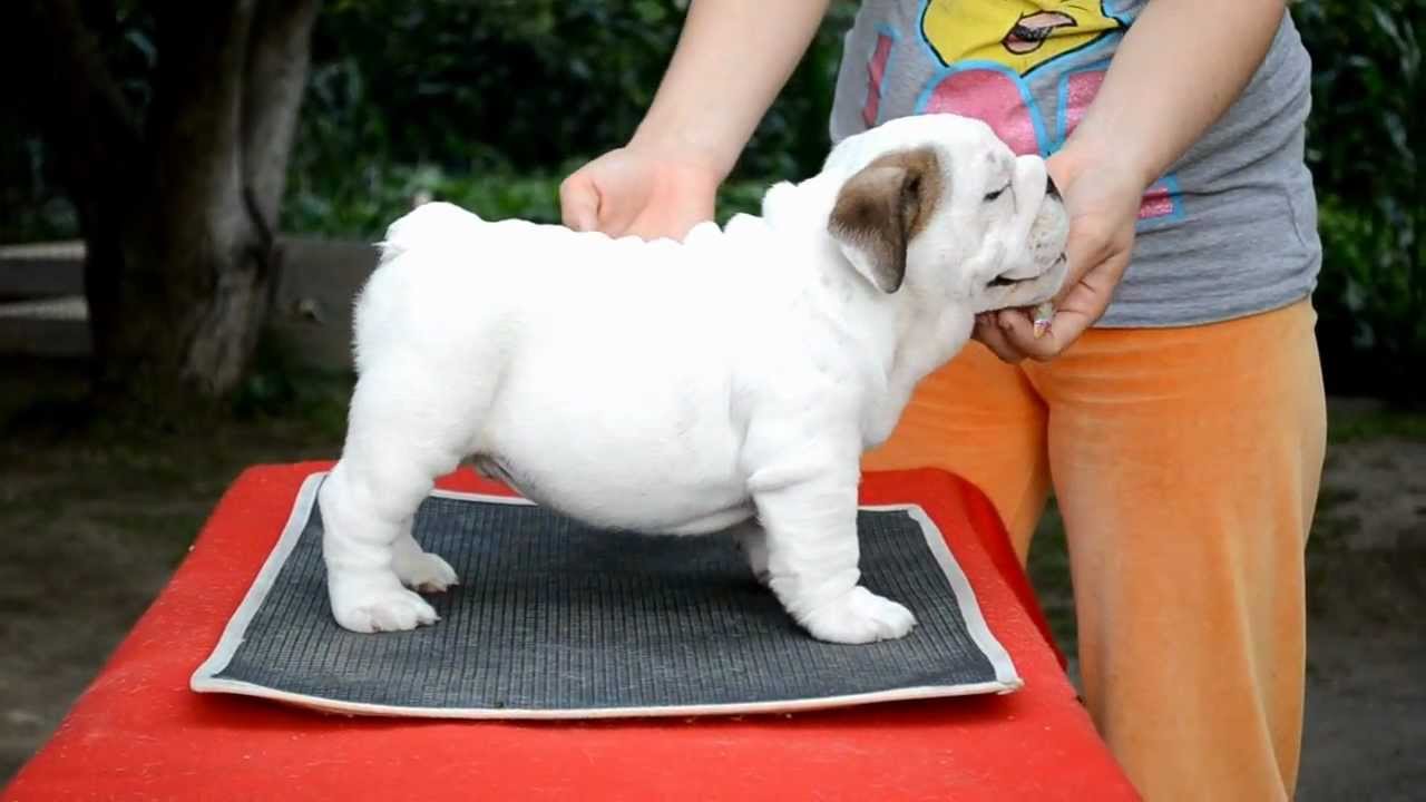 English Bulldog show quality male dog!! High-Lord Colton For Sale - YouTube