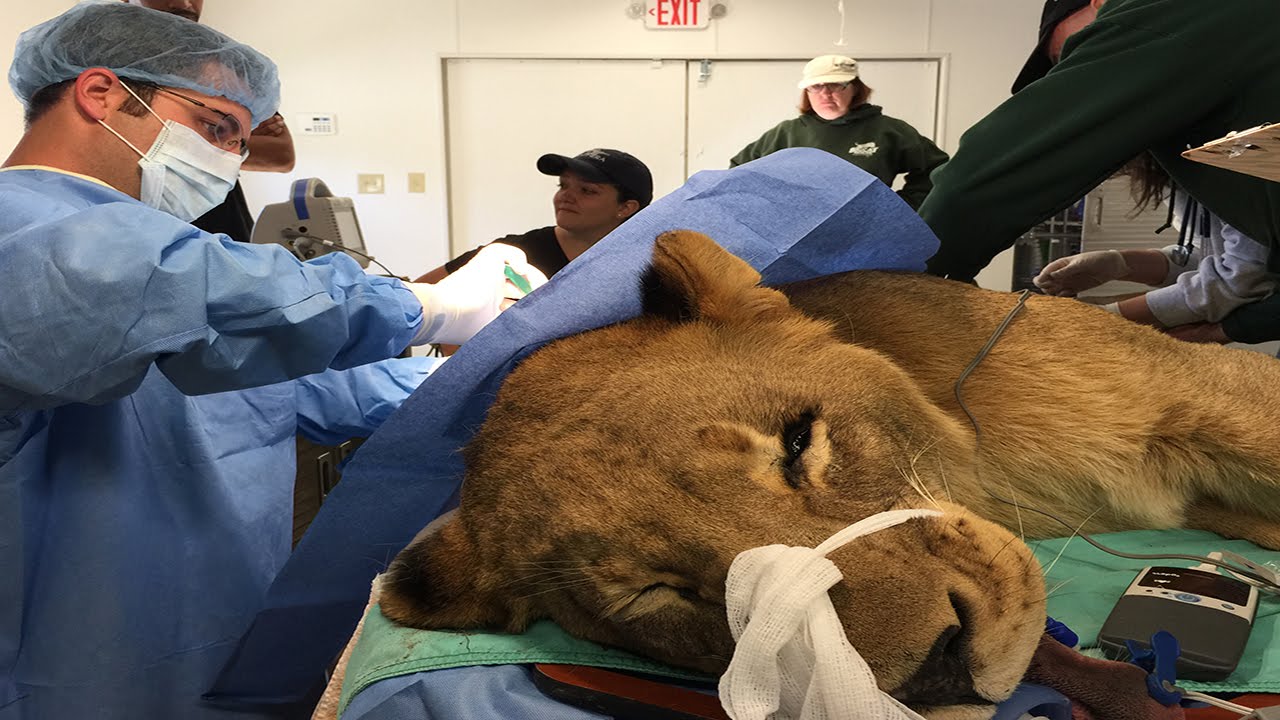 Lion Has A Mass Removed - YouTube