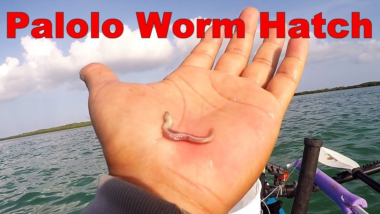 Shhhhhh!!! The Palolo Worm Hatch Is Happening - YouTube
