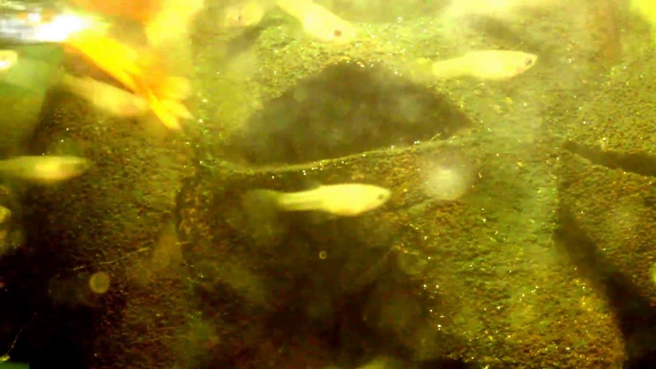 The baby Sea Monkey story - continued - YouTube