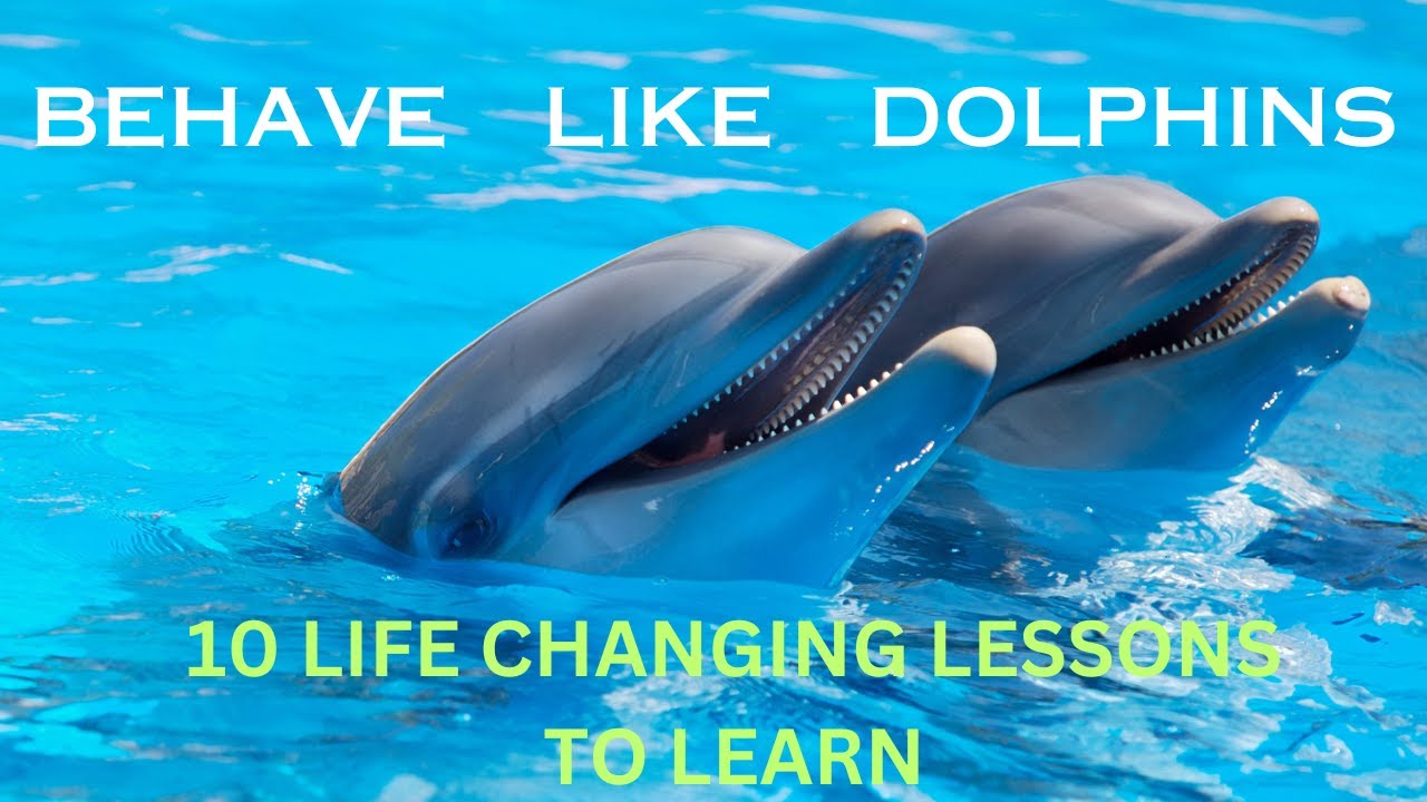 Dolphins Attitude|10 Powerful Lessons For Life #motivation #zenstory ...