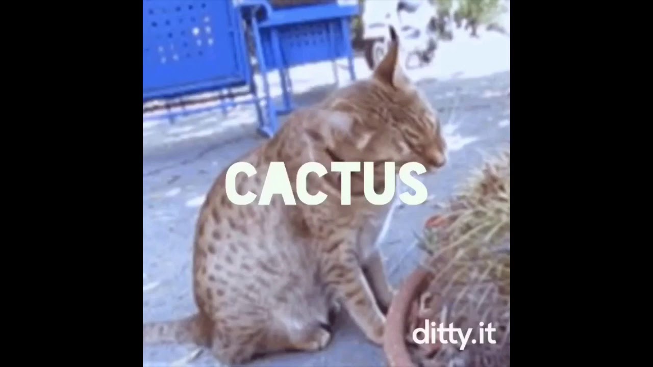 Ditty.it Compilation - YouTube