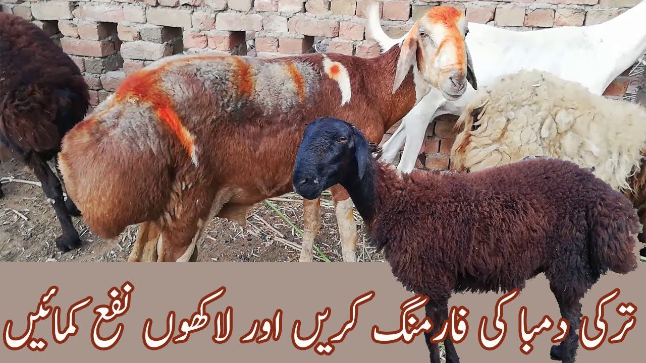 Turkey Brown Dumba & Goats Farming For Business In Punjab Pakistan 2019 ...