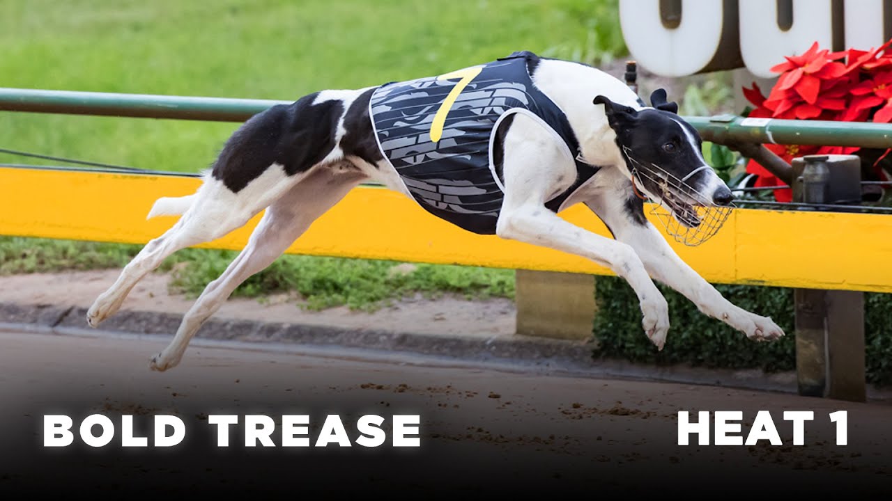 Bold Trease 2022 Heat 1 - Cawbourne Magic - YouTube