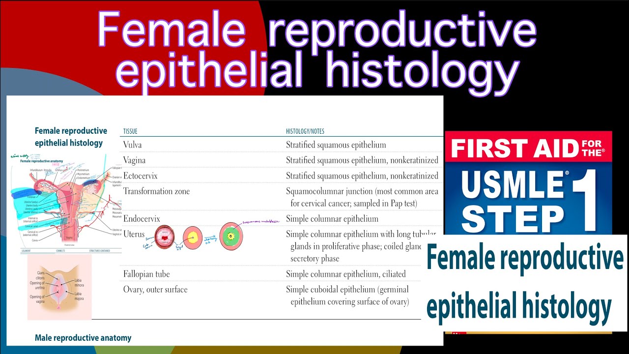 Female reproductive epithelial histology in Hindi/Urdu by first aid for ...
