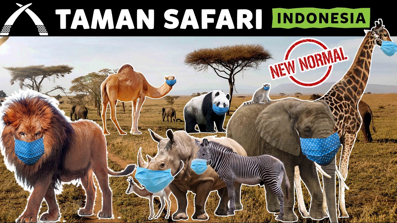 MAU LIAT BINATANG PAKE MASKER DI TAMAN SAFARI INDONESIA - LalajoVlog ...