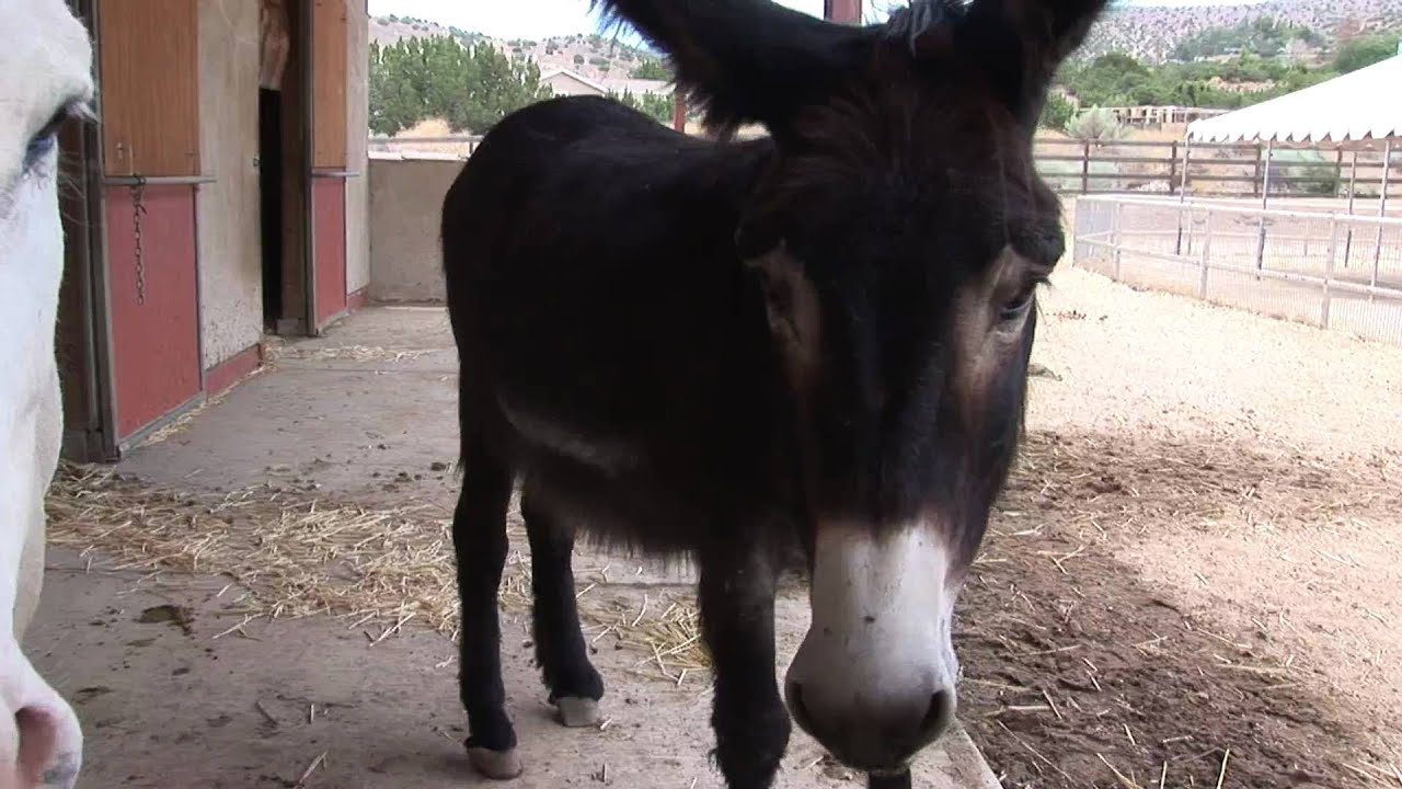 White And Black Burro Sniffs Camera at Animal Acres - YouTube