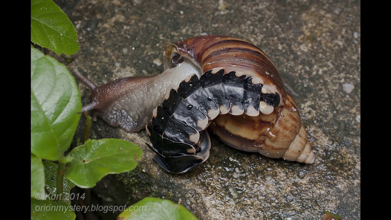 THE UNIQUE BEHAVIOUR OF LAMPRIGERA YUNNANA (GIANT FIREFLY) - YouTube