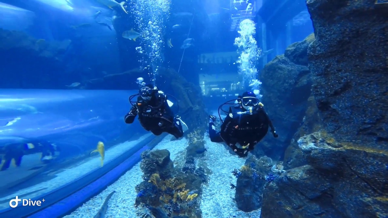 Scuba diving with sharks in Dubai Mall Aquarium - YouTube