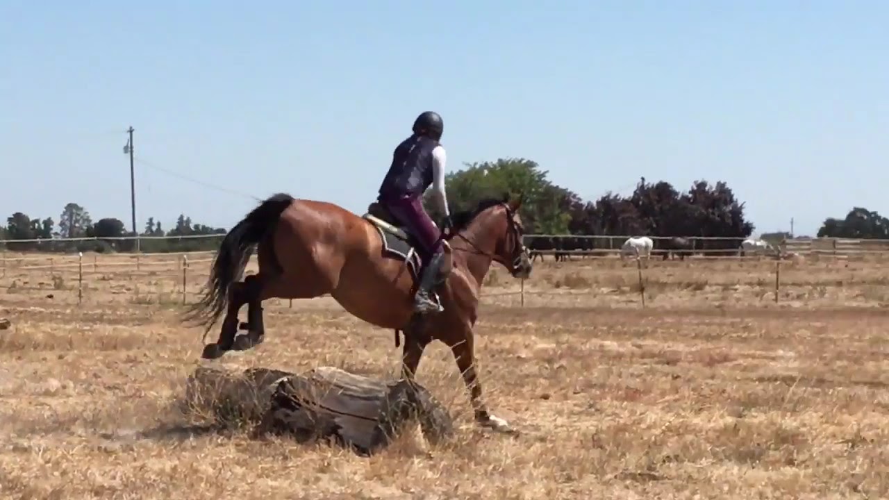 PONYBOY—Cross Country Aug 20, 2019–FOR SALE - YouTube