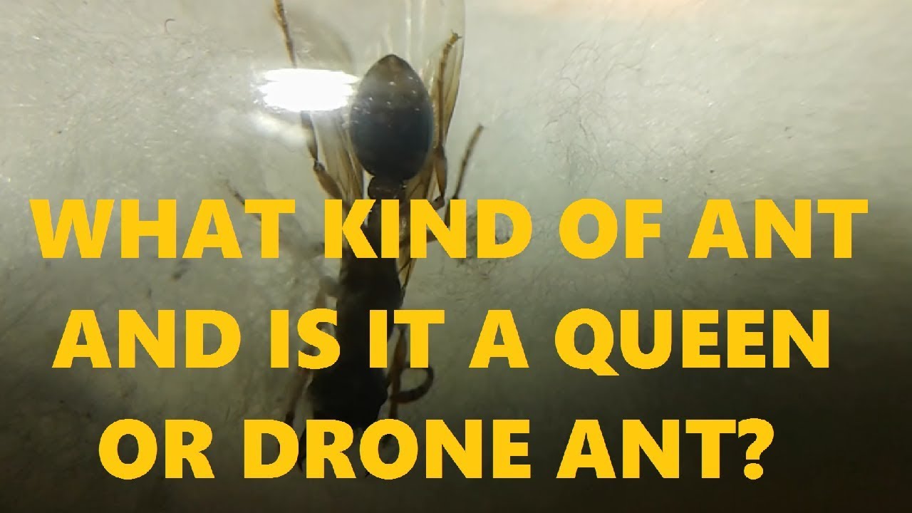 What Kind Of Ant And Is It A Queen Or Drone Ant? - YouTube