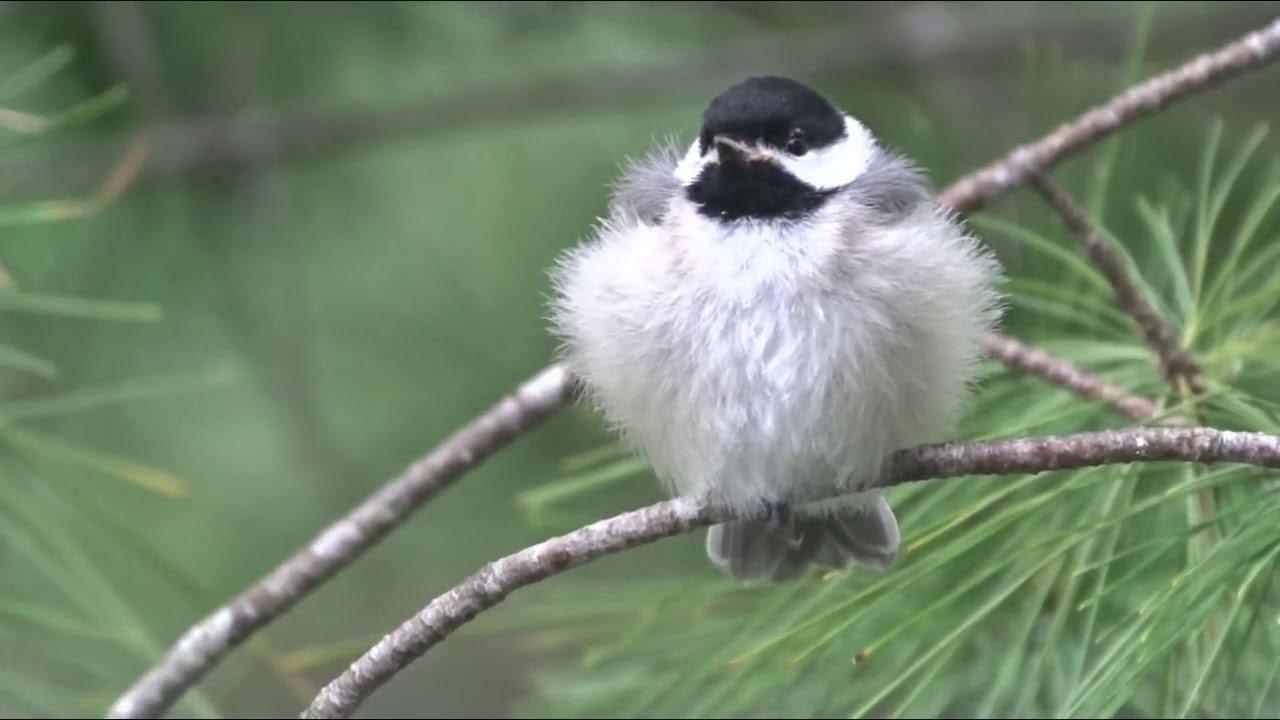 Cutest baby bird ever, little fluff ball Chickadee fledgling - YouTube