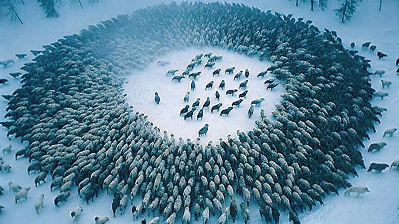 The Biggest Animal Swarms in History - YouTube
