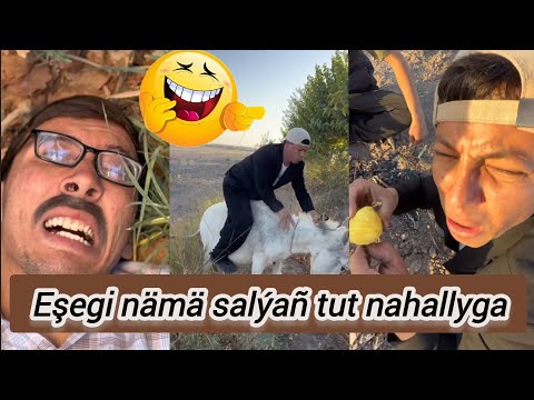 Turkmen prikol 2025 Eşegi name saldyn tutlyga aaaaa