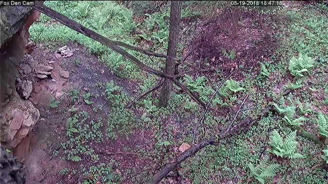 Red Fox Den Camera - YouTube