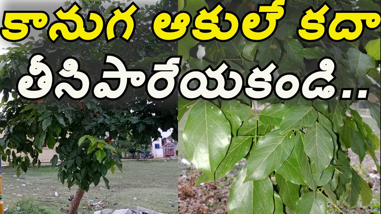 కానుగ ఆకులే కదా తీసిపారేయకండి.. _Health Benefits of Kanuga Tree - YouTube