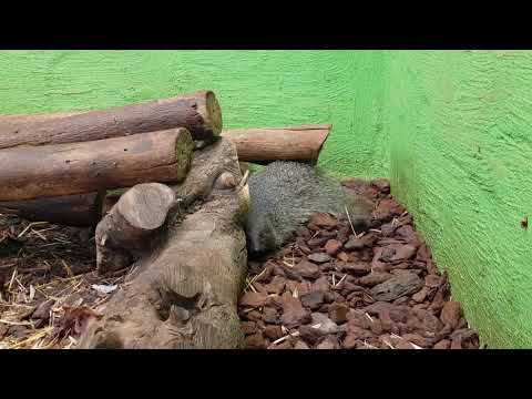 A video of Egyptian mongoose in Park Raanana mini-zoo