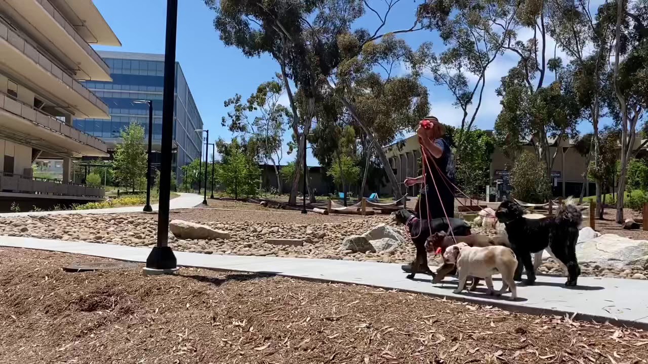 Green and sunny walk with Grant Noble and The Noble Dogs - YouTube