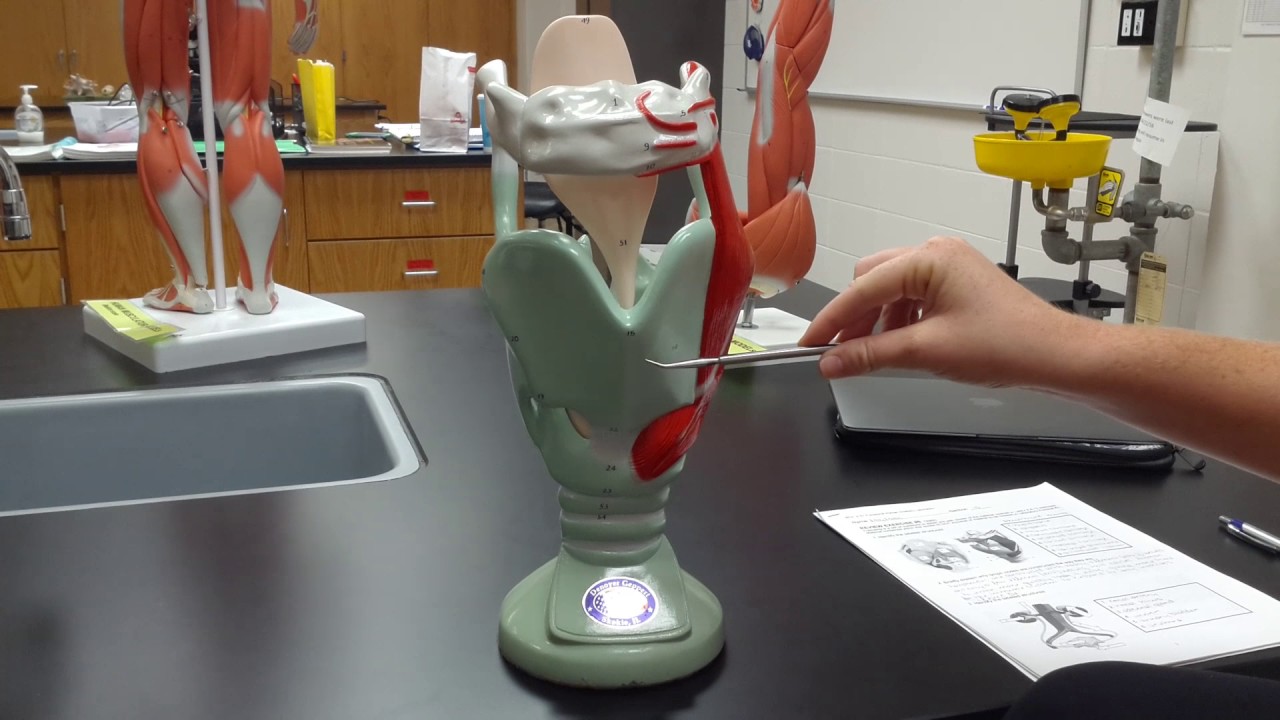 Larynx Model - YouTube