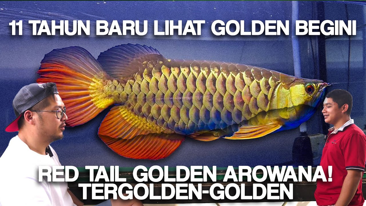 TerGOLDEN-GOLDEN? Emas yang Sering Dilupakan! Red Tail Golden Arowana ...