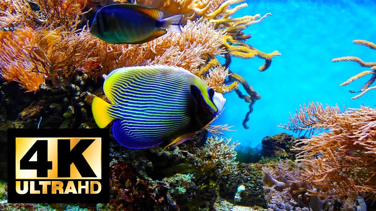 ACQUARIO 4K per RELAX - 🐠 4K SCREENSAVER - 8ore - YouTube