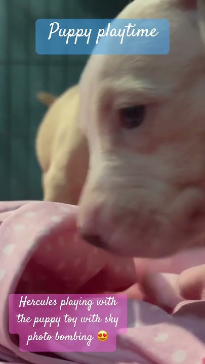 Hercules busy playing with the puppy toy while Sky photo bombs us 😍 #puppy #babies #spring #fyp ...