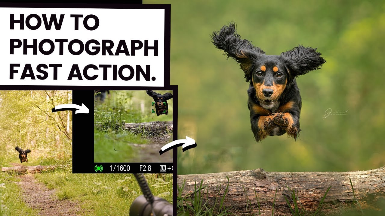 Stop Action Photography Dog