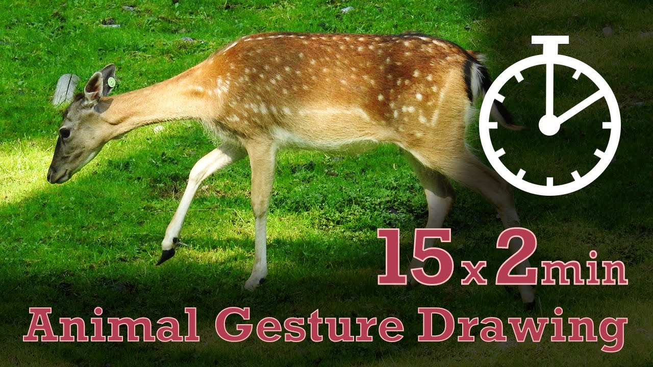 Animal Drawing References #74 - 15x2min poses - Deer - YouTube