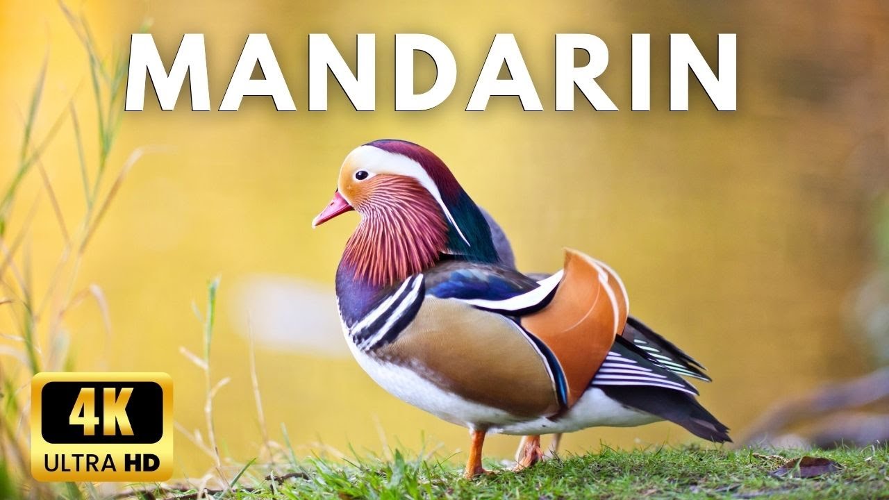Most beautiful Mandarin duck in 4k Ultra Hd - YouTube
