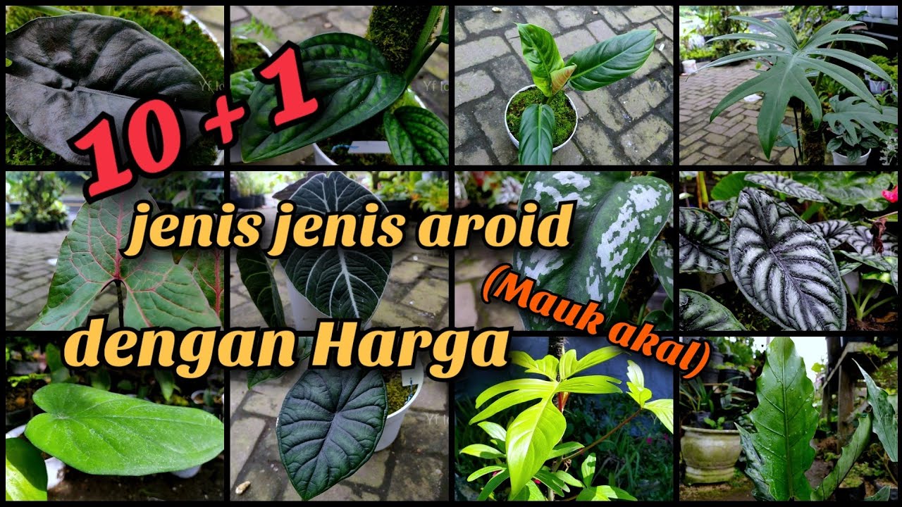 10 +1 jenis tanaman aroid dan HARGA (harganya masuk akal) - YouTube