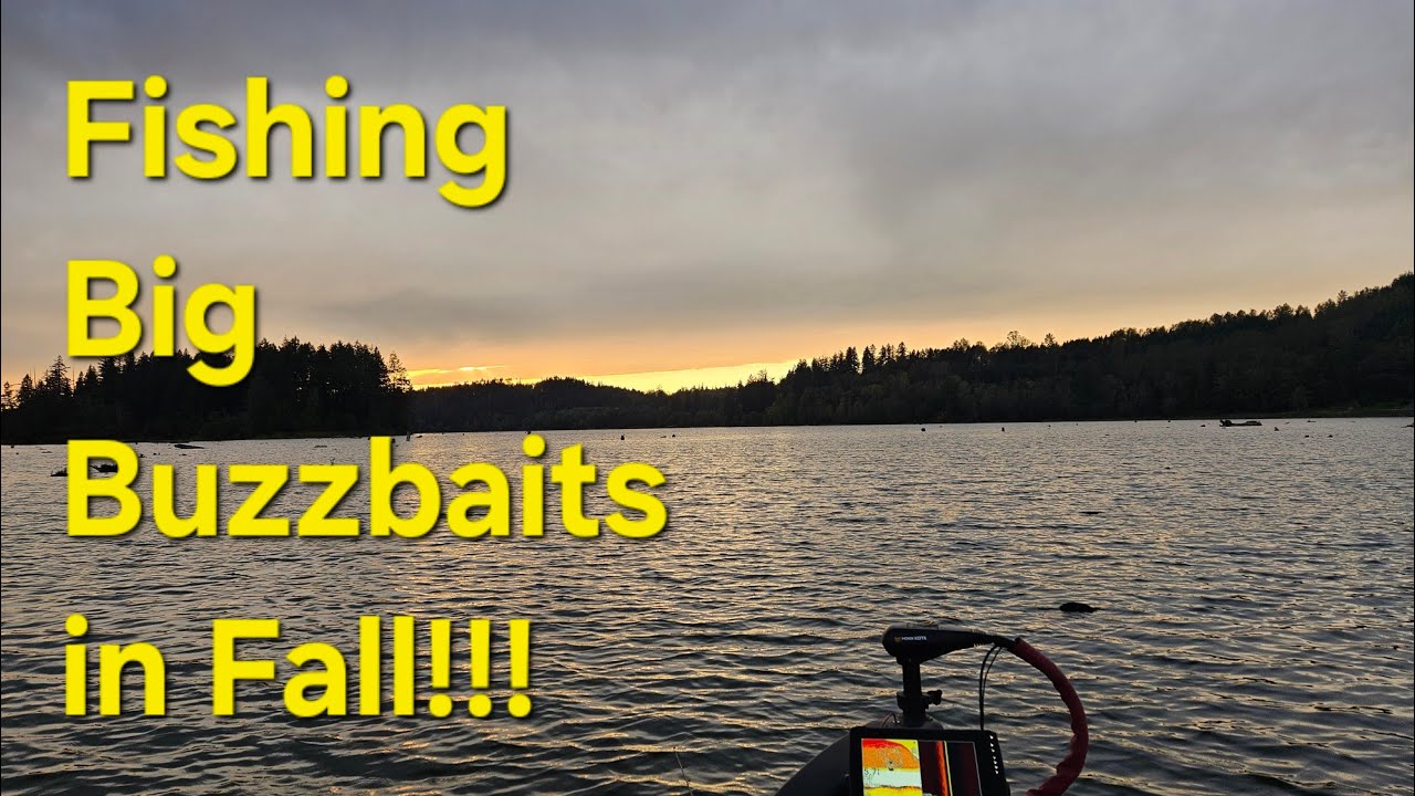 Big Buzzbait Fishing in Fall!! ( 3/4oz Picasso Buzzsaw Buzzbait) - YouTube